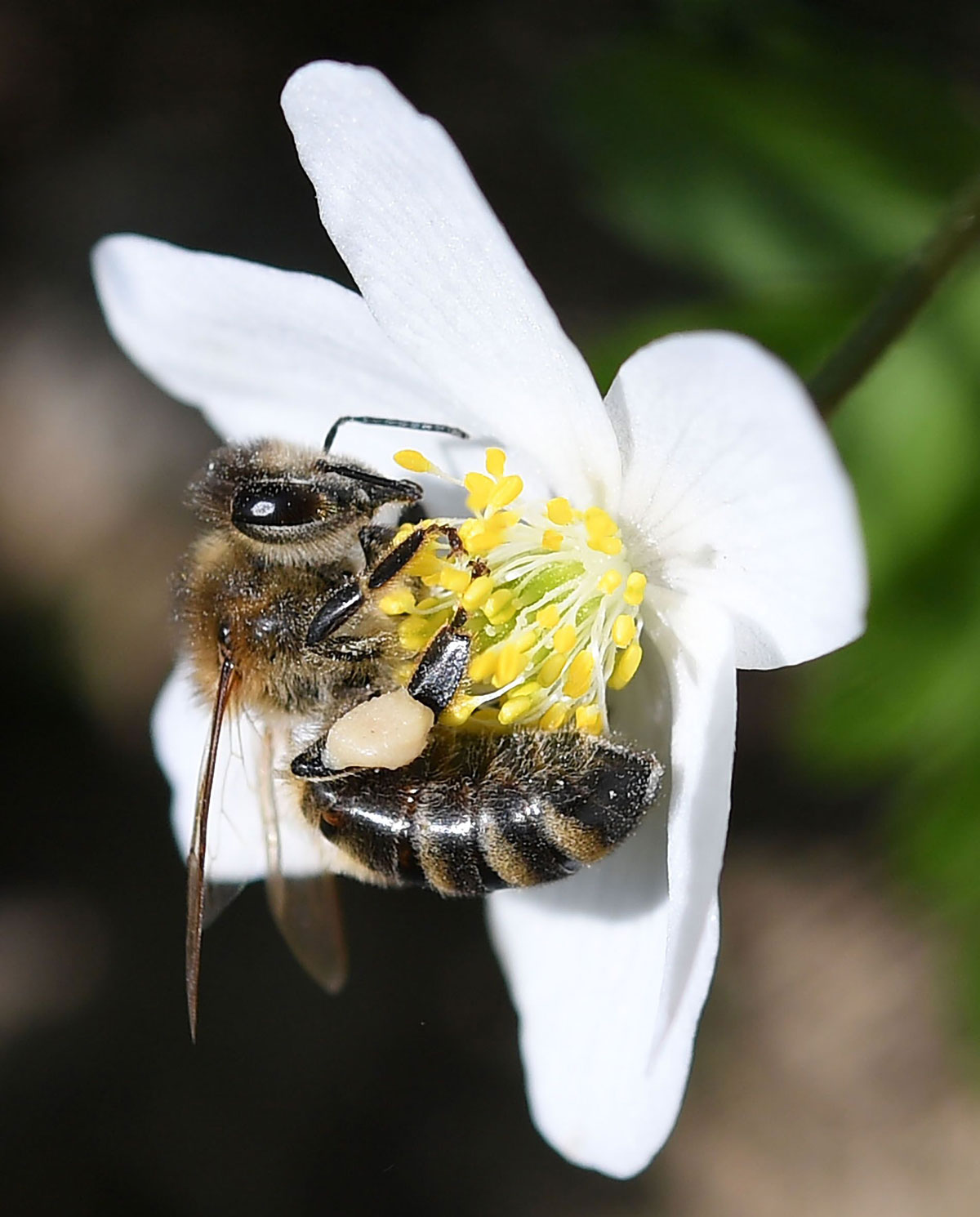 Wilde Bienen: Deutscher Naturfilmpreis für ORF-Koproduktion - ORF ...