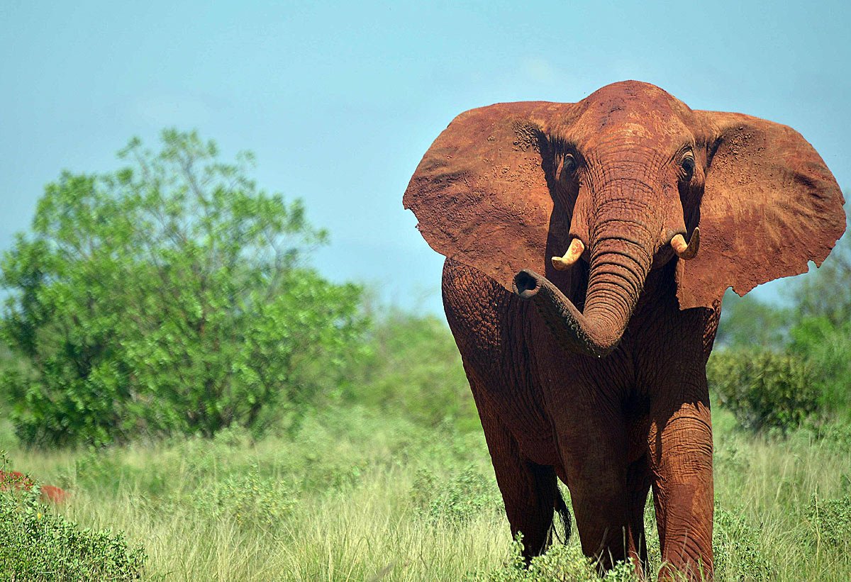 Der Elefant: Wohl und Wehe von Afrikas Exportschlager - Natur ...