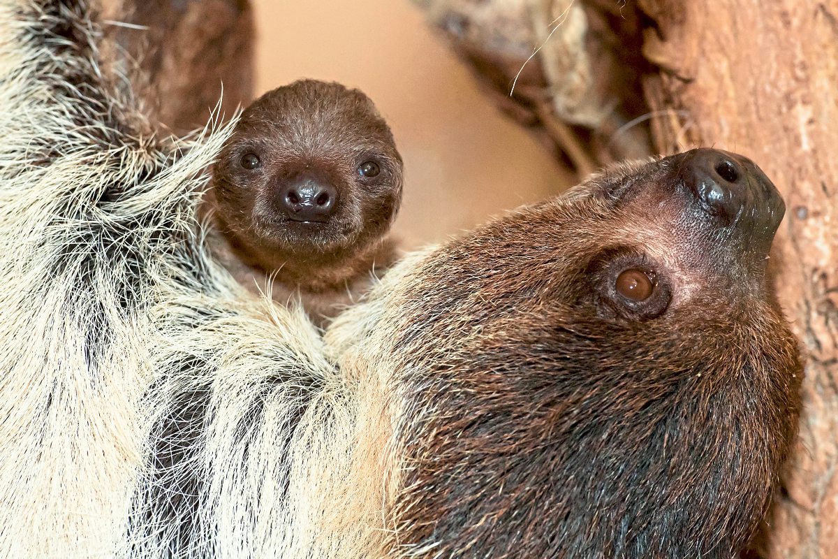 Neugeborenes Wiener Faultier zeigt in Schönbrunn die Zunge - Tiergärten ...