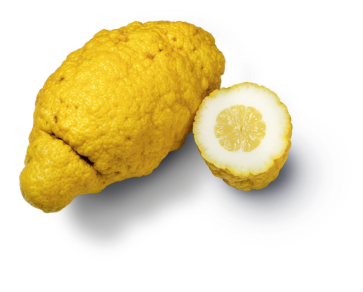 Die Zitronatzitrone mit der dicken Schale - Produkt der Woche ...