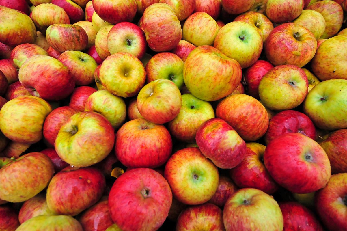 Alte Apfelsorten sind gesünder als moderne - Forschung Spezial ...