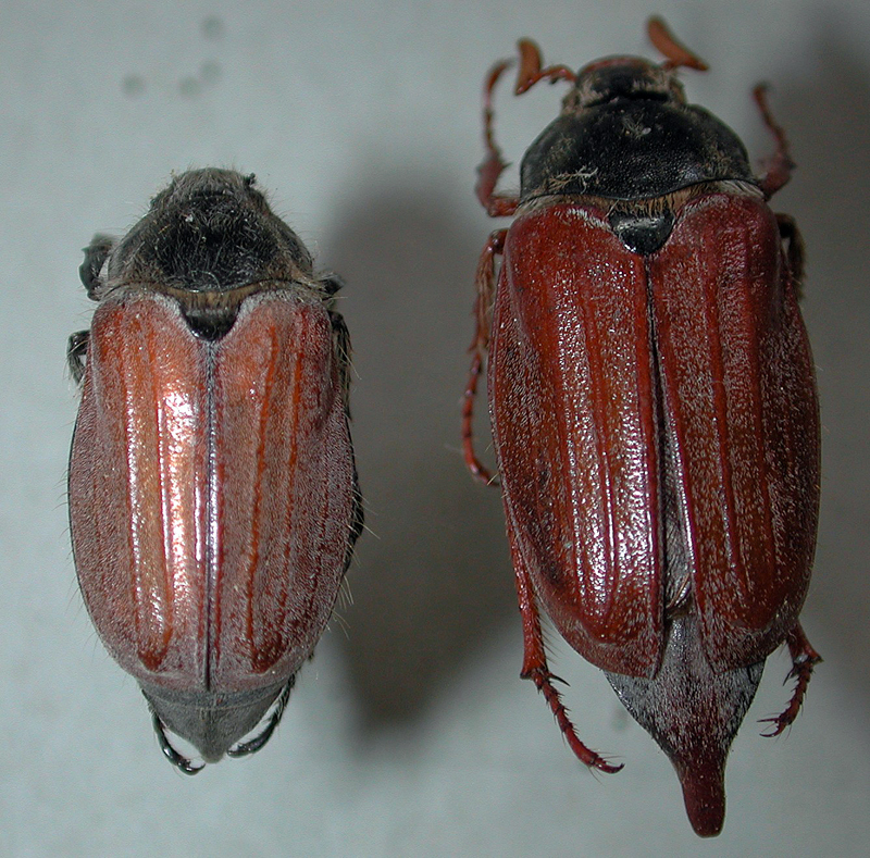 Die Maikäfer fliegen wieder - Forschung Spezial - derStandard.at ...