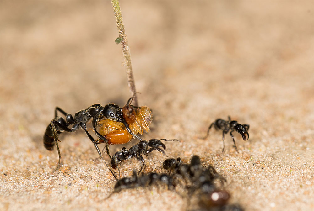Afrikanische Matabele-Ameisen kommen auf Umwegen schneller ans Ziel ...