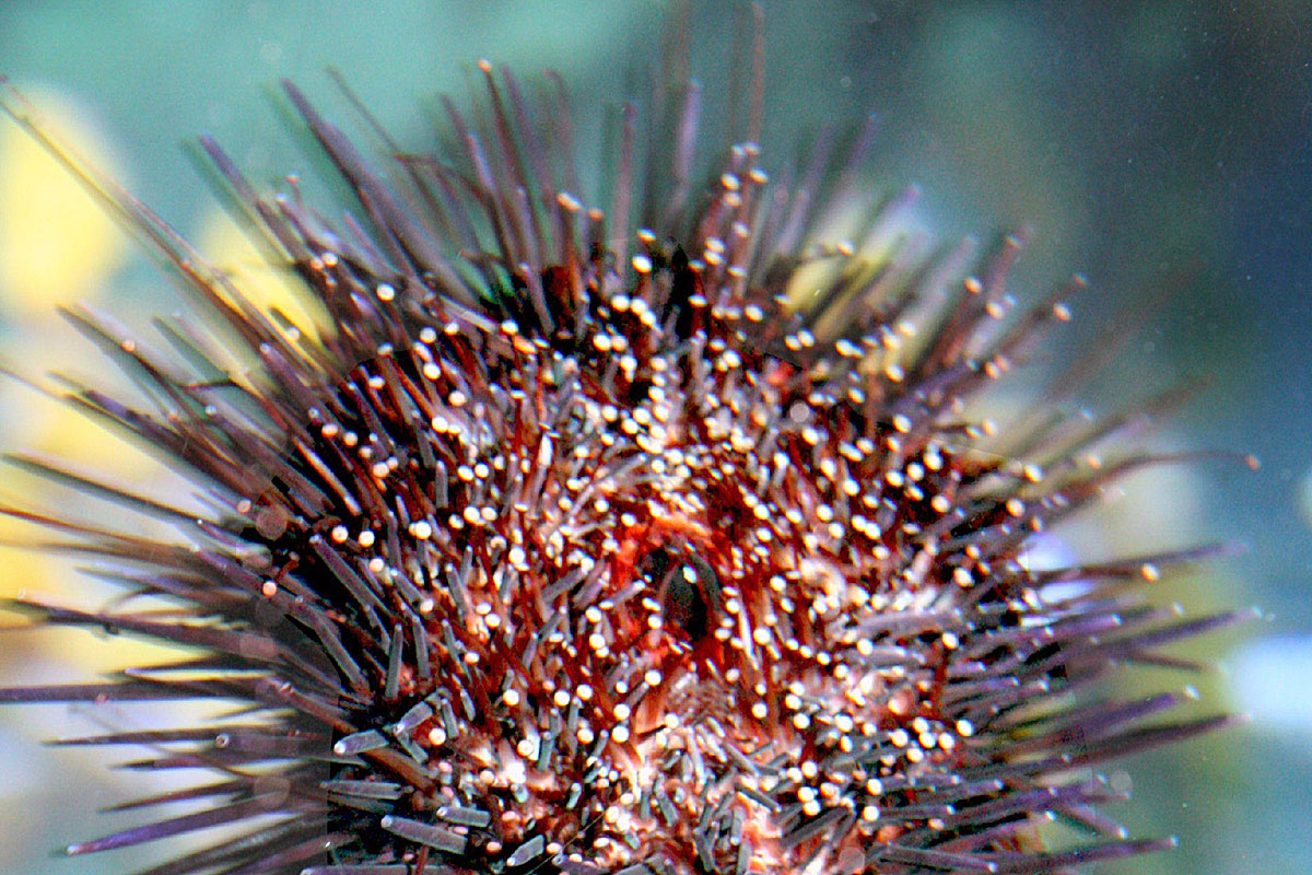 Seeigel sehen mit ihren Füßen - Natur - derStandard.de › Wissen und ...