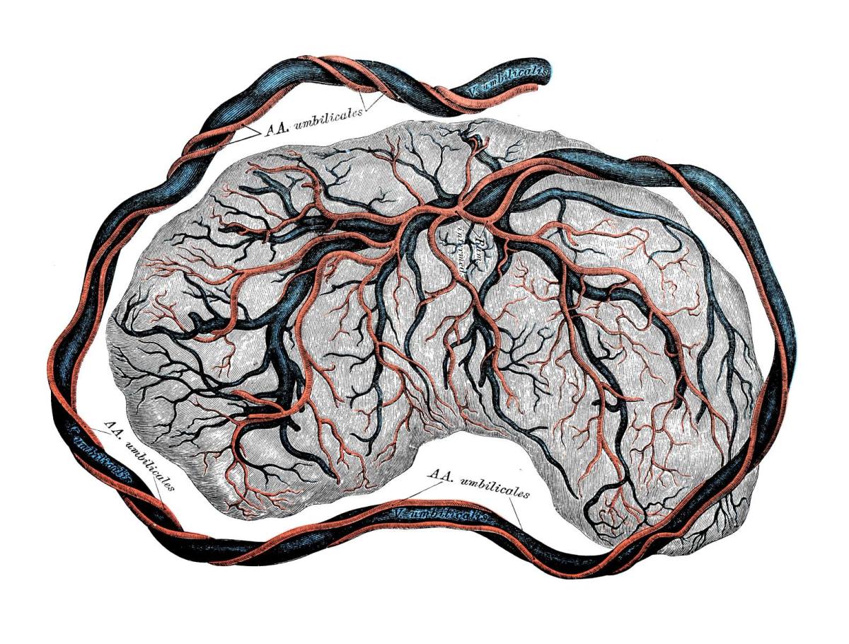 Forscher: "Wir machen sehr viel mit Plazenta" - Medikamente ...