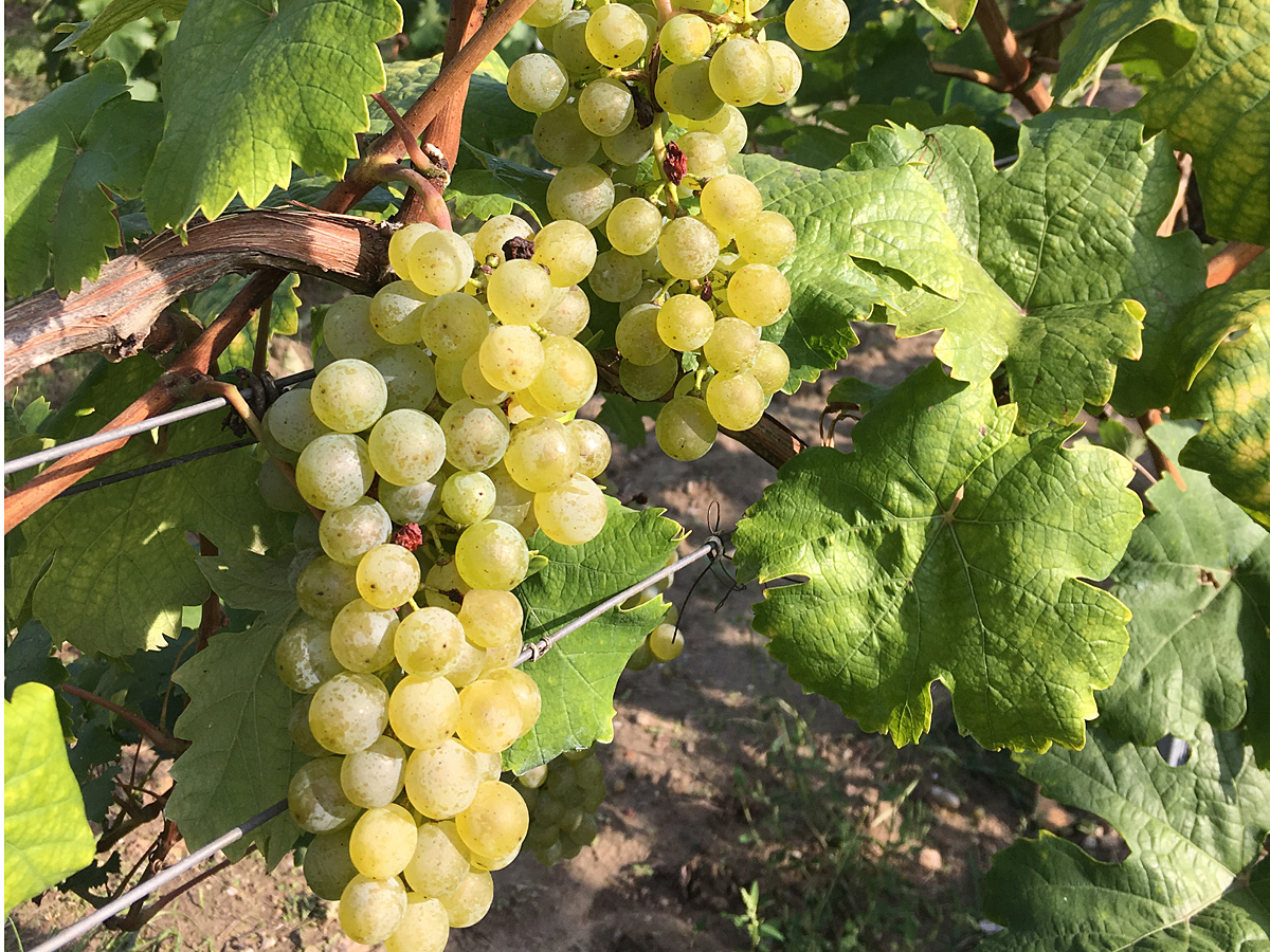 Unsere drei Besten: Rezepte mit Weintrauben - Unsere drei Besten ...