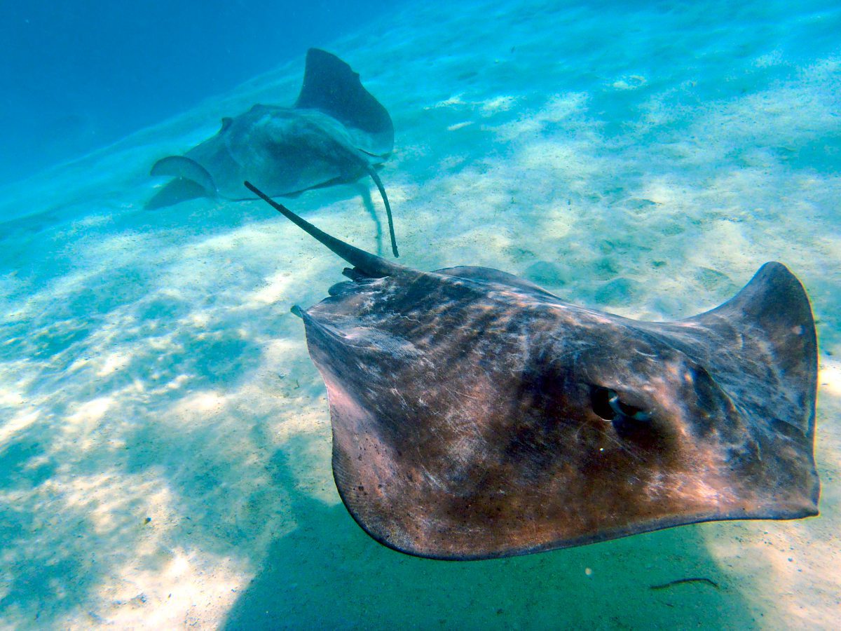 Stachelrochen tötete Schwimmer vor Tasmanien - International ...