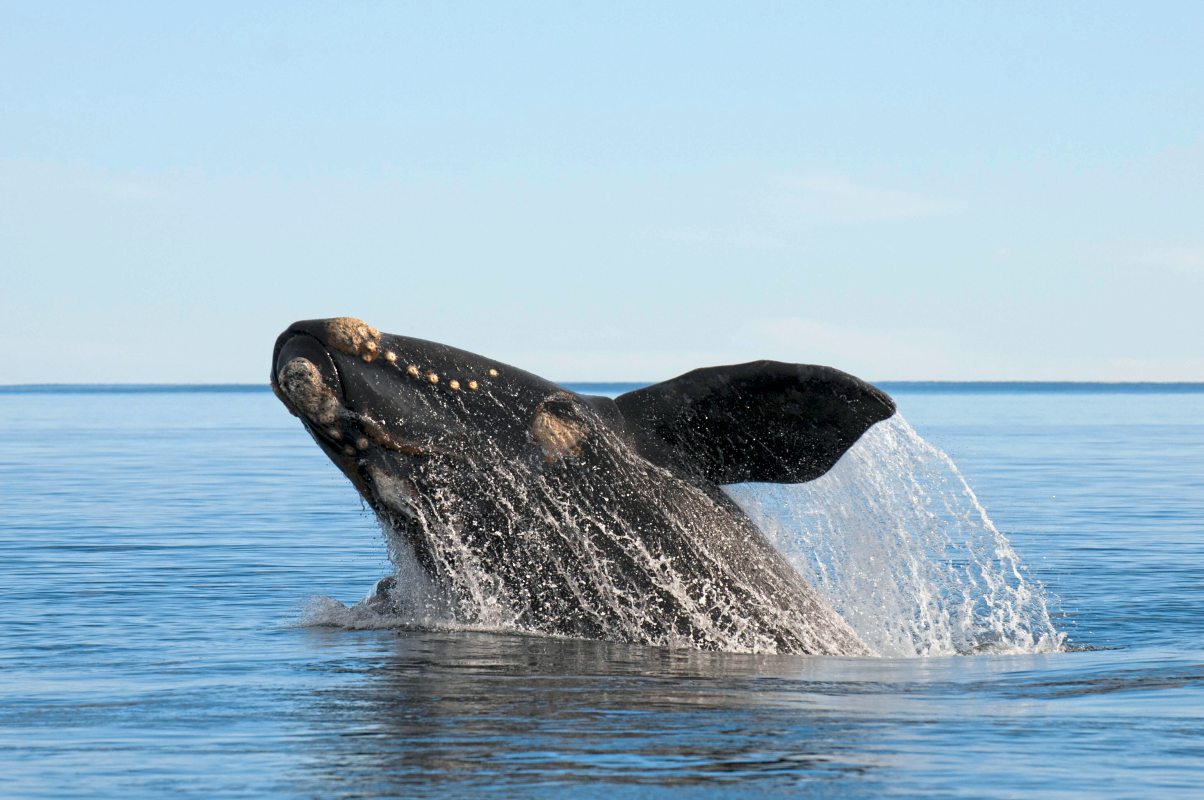 Jagd durch Menschen hinterlässt Spuren im Ohrenschmalz von Walen ...