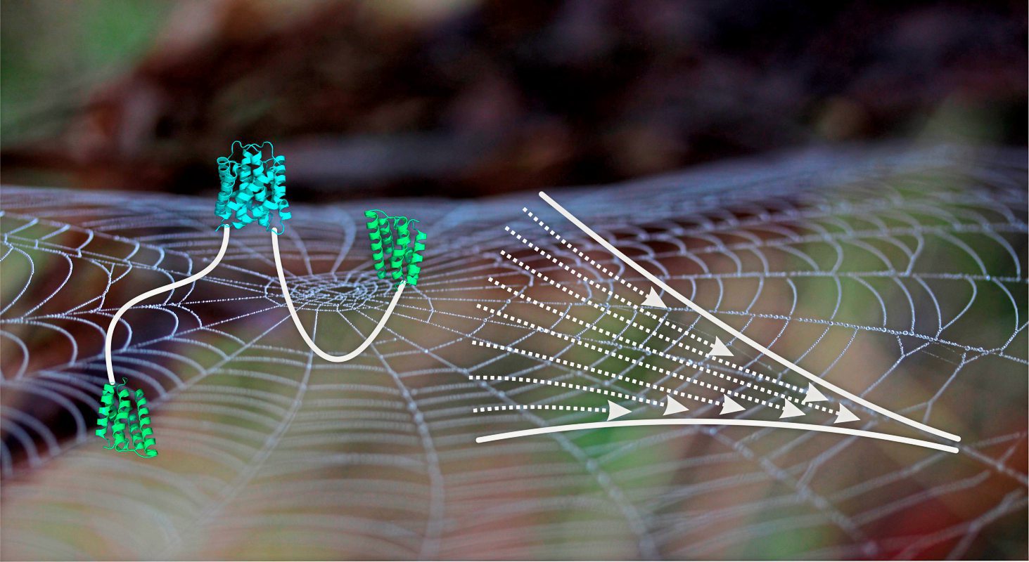 Was Spinnenseide im Innersten zusammenhält - Natur - derStandard.de ...