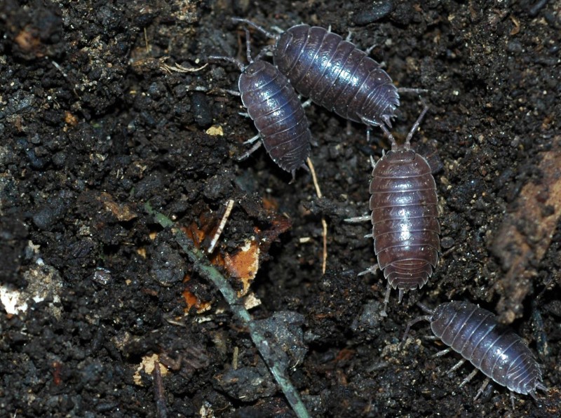 Asseln und Mäuse motivieren Schüler - Forschung - derStandard.de ...