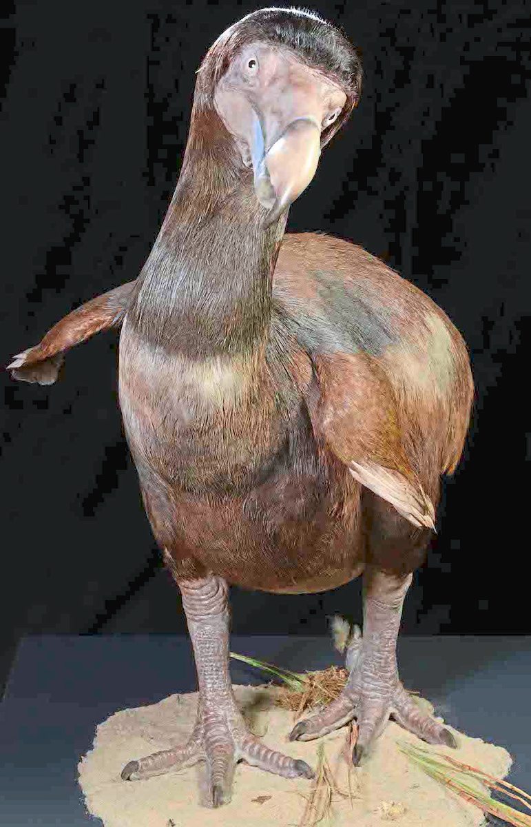 Lebensgetreue Dodo-Rekonstruktion in Frankfurt präsentiert - Natur ...