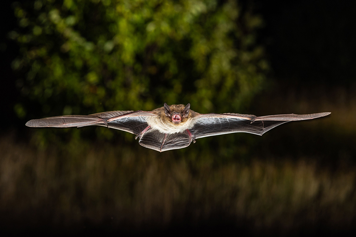 Im Idealflug bewältigen Fledermäuse 2.000 Kilometer lange Strecken ...