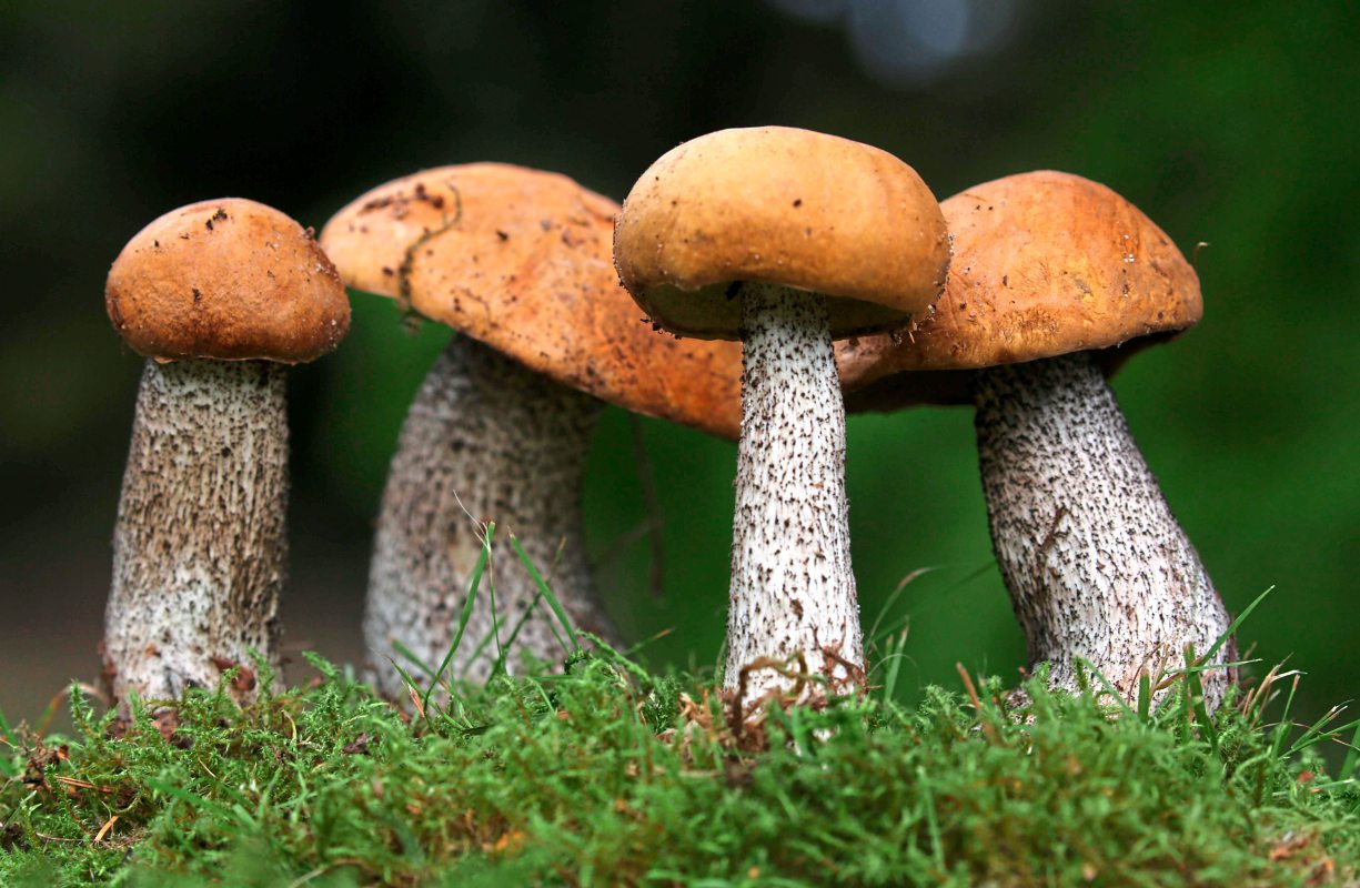 DNA enthüllt Pilz-Massenaussterben vor 145 Millionen Jahren - Natur ...