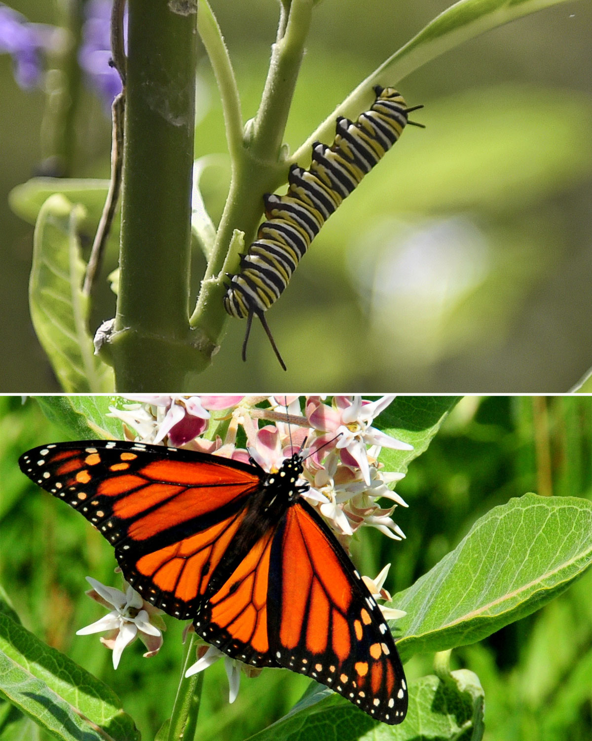 Metamorphose: Warum manche Arten ihren Körper gegen einen anderen ...