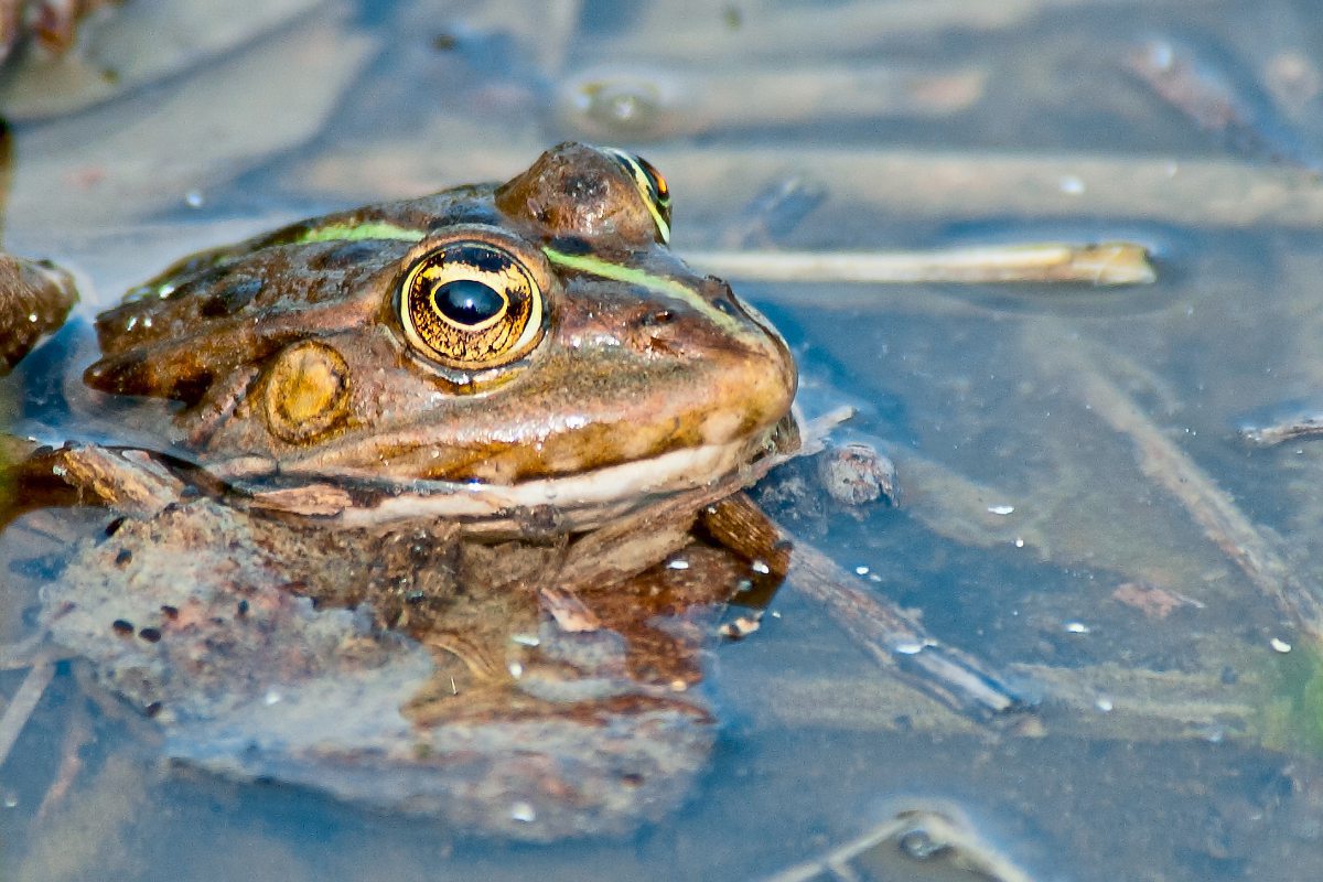 Wie ein Frosch ins Wasser tauchen - Forschung - derStandard.de › Wissen ...