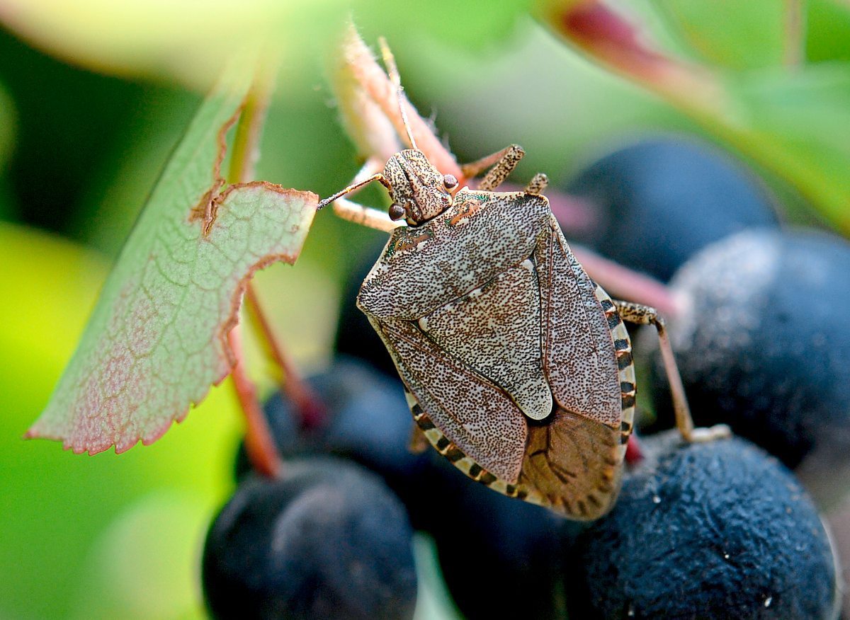 Baumwanzen, Buschmücken & Co: Lästwanzen und andere Ungustln ...