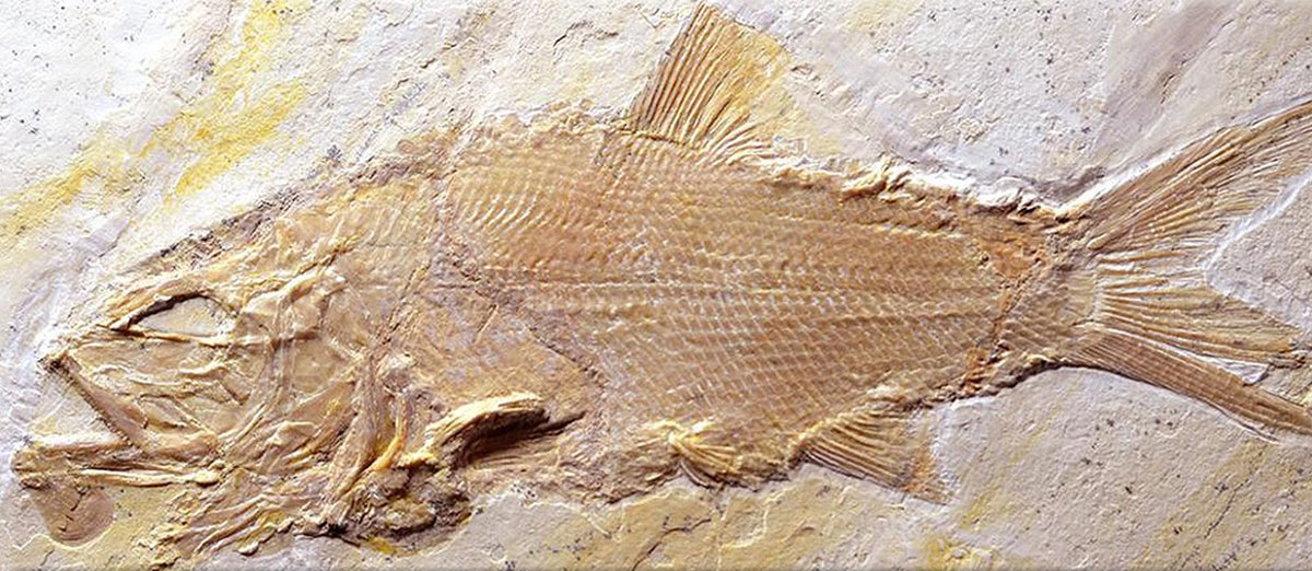 Urzeitfische mit großen Zähnen und Panzerschuppen entdeckt ...