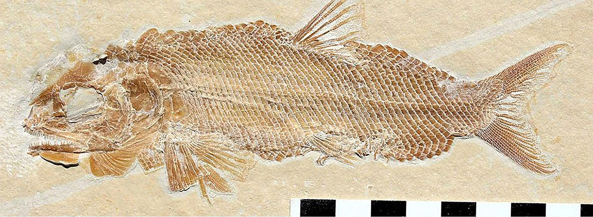 Urzeitfische mit großen Zähnen und Panzerschuppen entdeckt ...