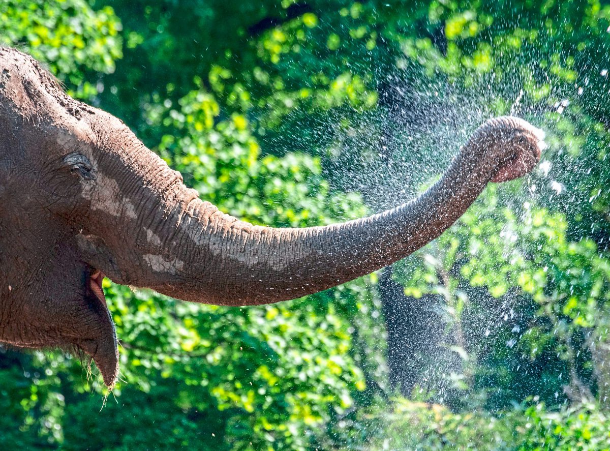 Elefanten riechen, wo es mehr Futter zu holen gibt - Natur ...
