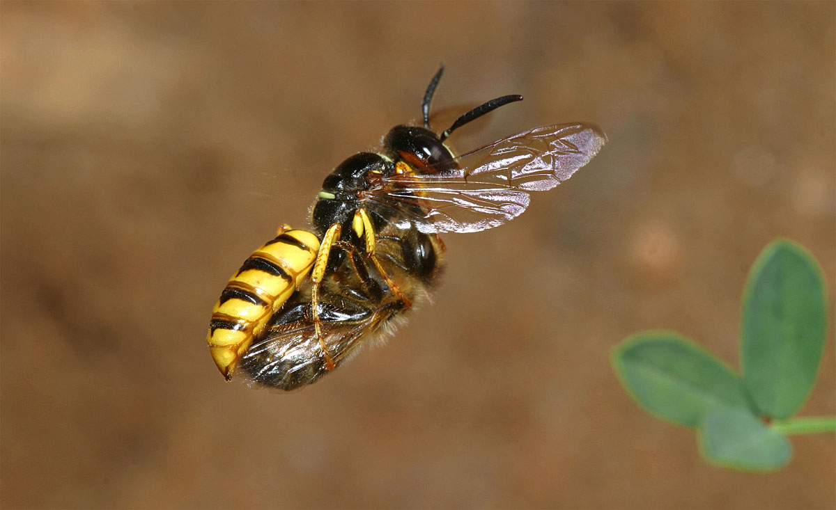 Der Bienenwolf schützt seine Nachkommen mit Gas gegen Schimmel - Natur ...