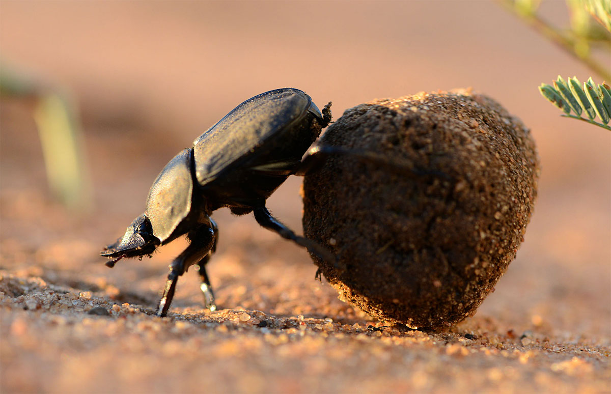 Wie der Skarabäus mit einem flexiblen "Kompass" ans Ziel findet - Natur ...