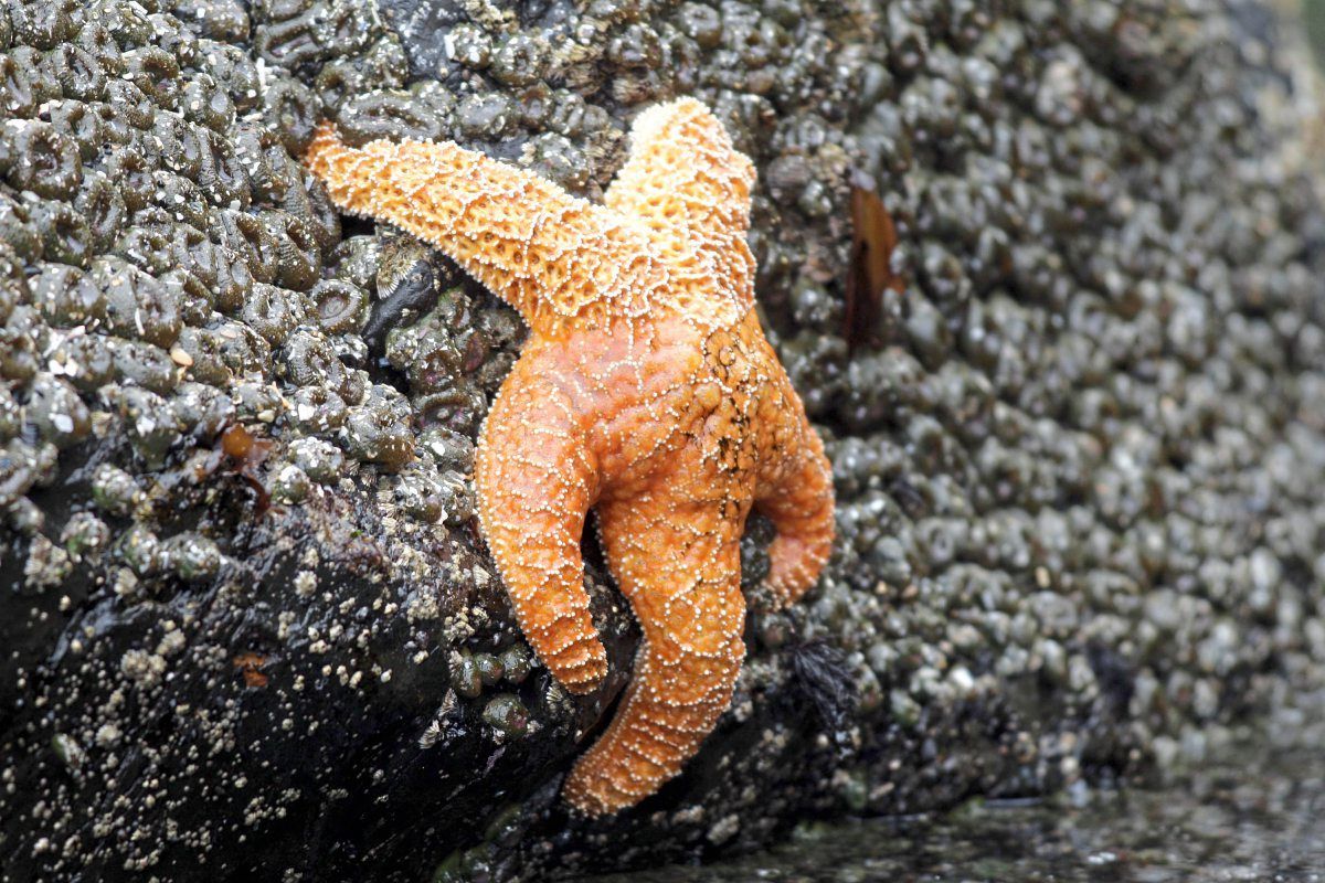 Das Liebeshormon dreht Seesternen den Magen um - Natur - derStandard.de ...