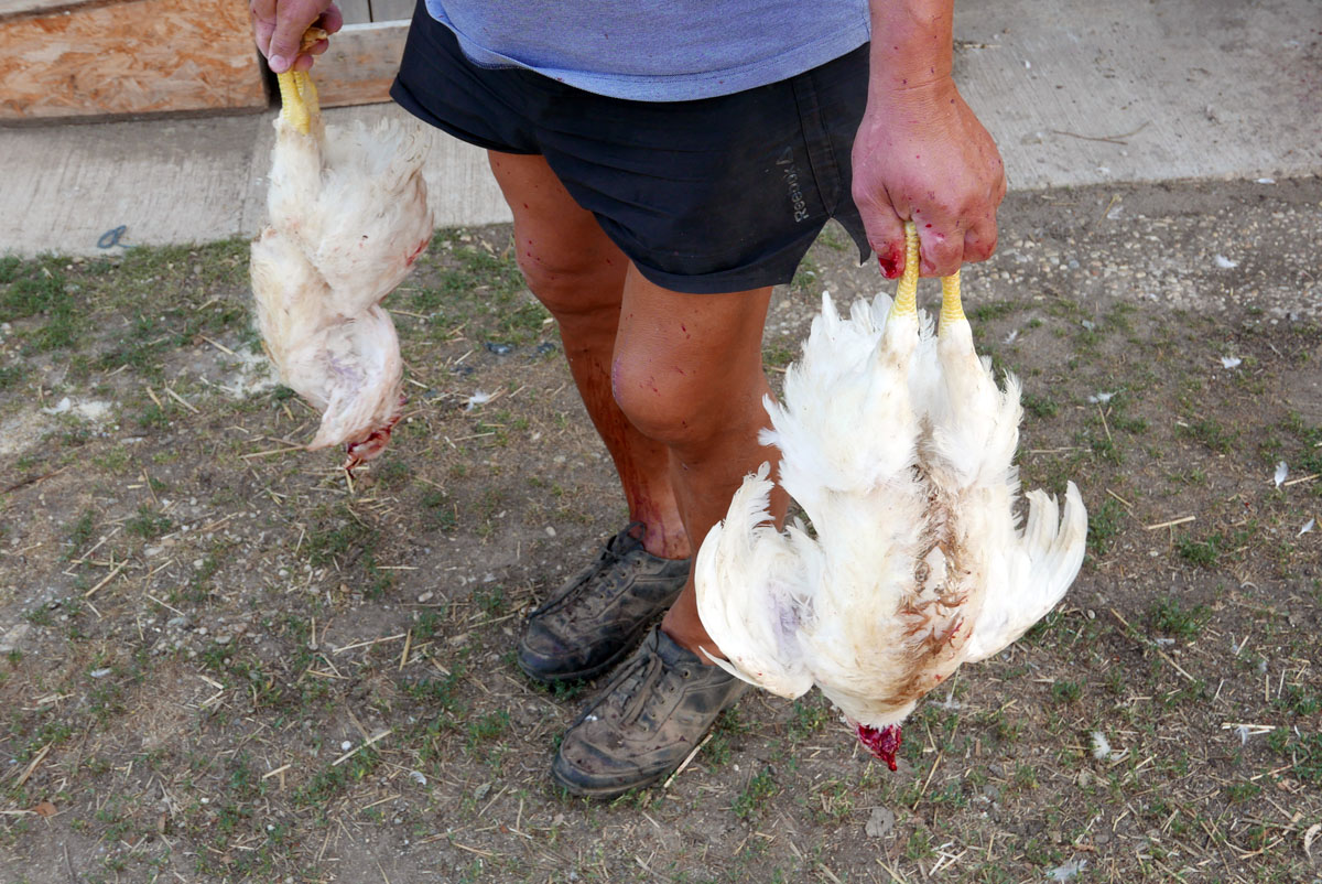 Halbes Backhendl vom ganz frisch geschlachteten Huhn - Gruß aus der ...