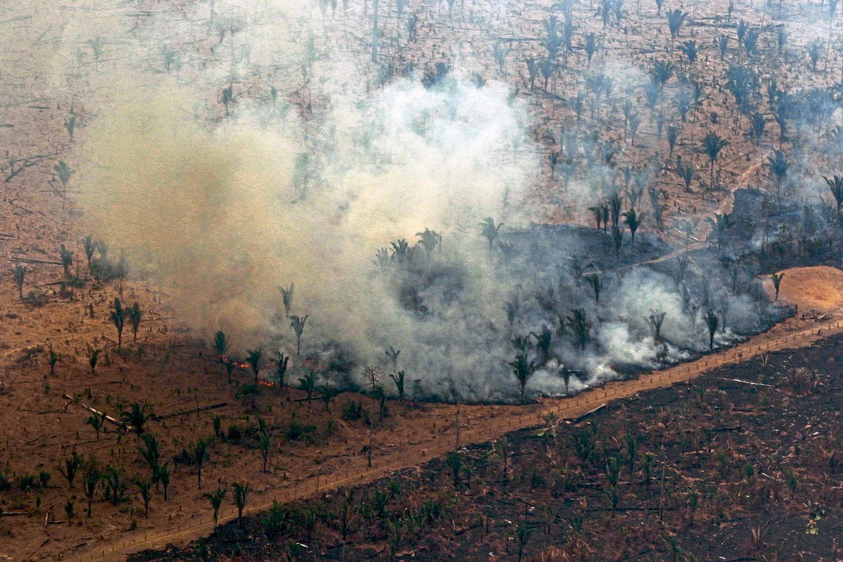 Interaktive Karte: Nicht nur am Amazonas brennen die Wälder ...