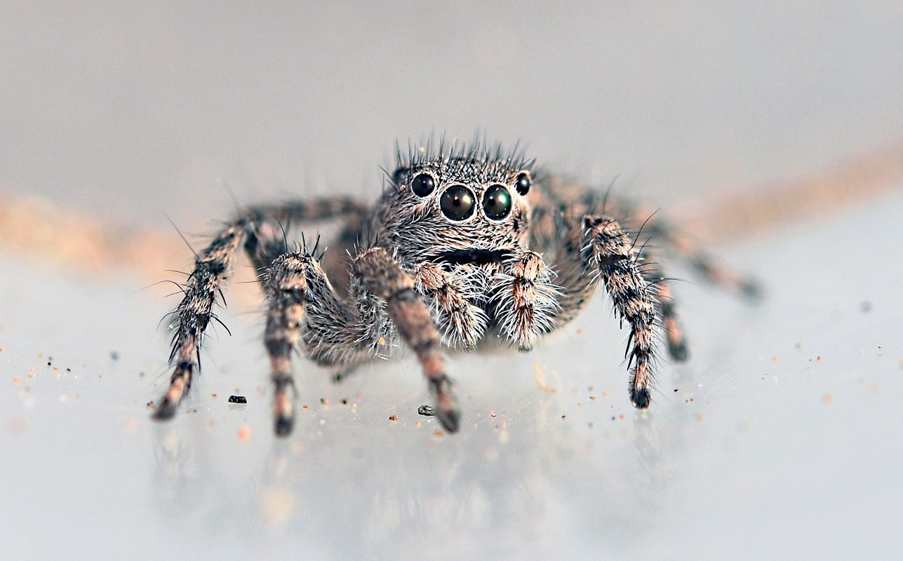 Spinnenforscher Wunderlich: "Spinnen tun uns nichts" - Forschung ...