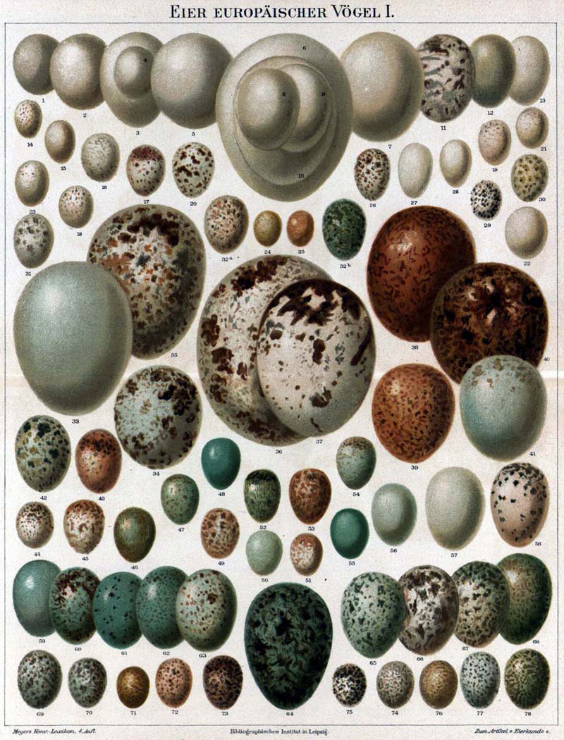 Warum es helle und dunkle Vogeleier gibt - Natur - derStandard.de ...