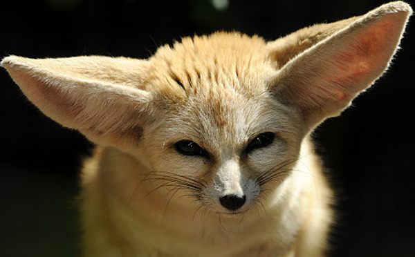 Für zahlreiche Tierarten sind wir viel zu laut - Natur - derStandard.de ...