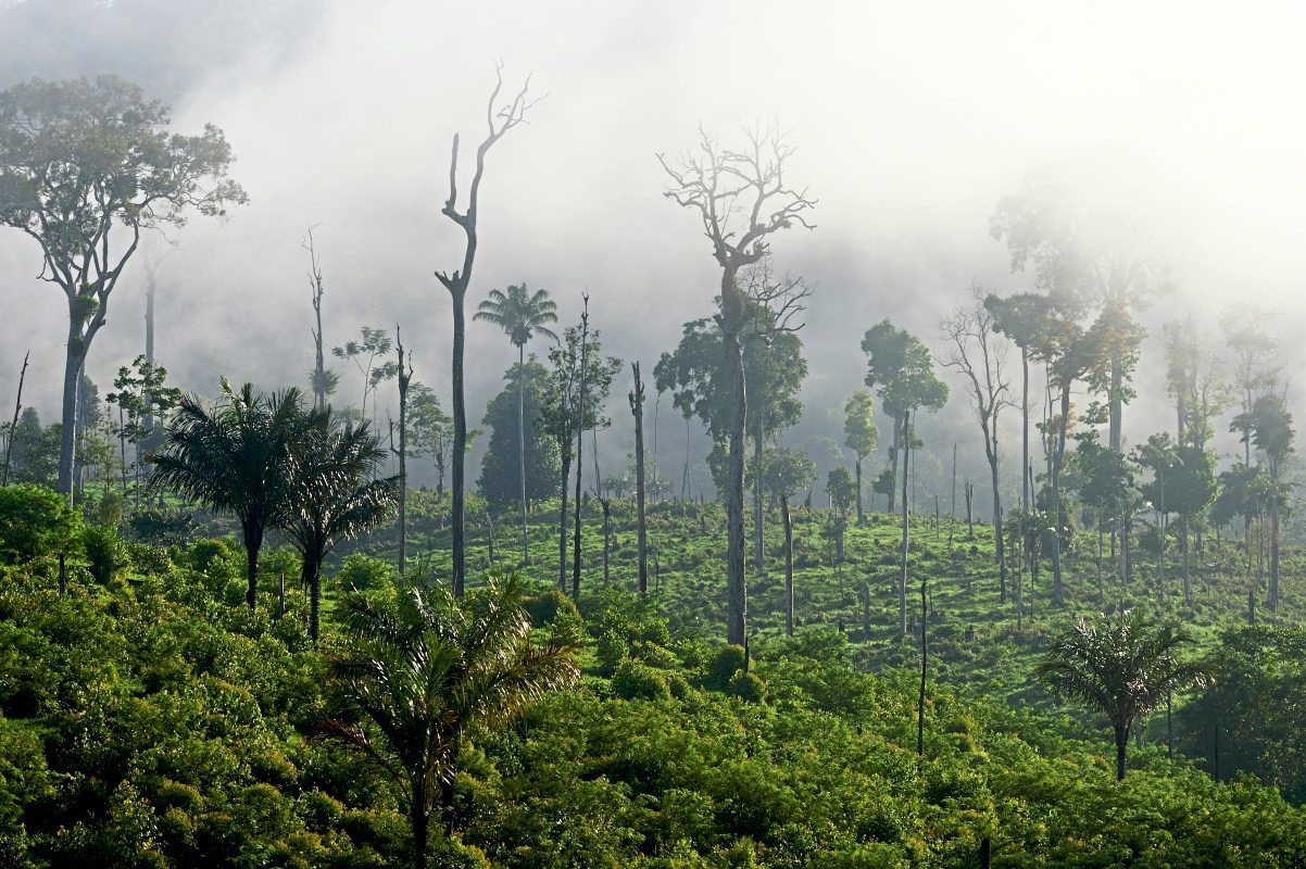 Vernichtung des Regenwalds in Brasilien gegenüber Vorjahr mehr als ...