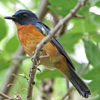 Etliche neue Vogelarten in Indonesien entdeckt - Natur - derStandard.at ...