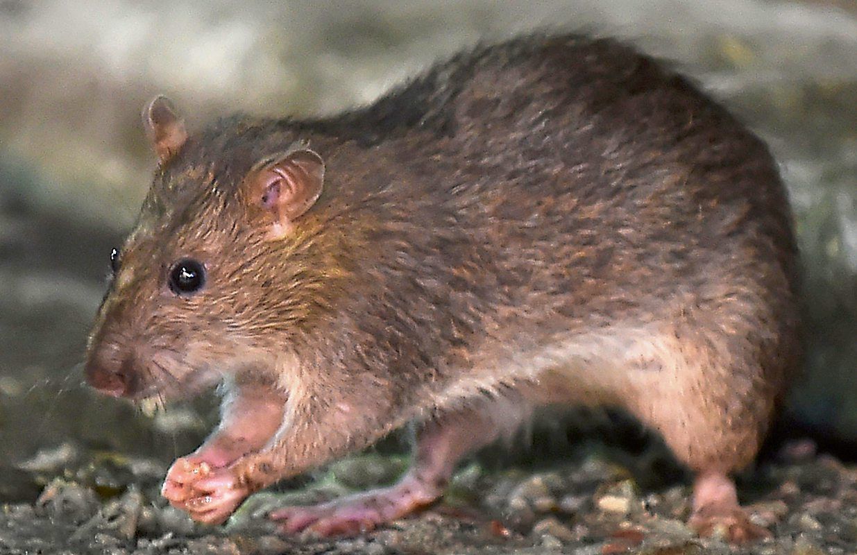 Für Ratten gilt der Grundsatz "Wie du mir, so ich dir" - Natur ...