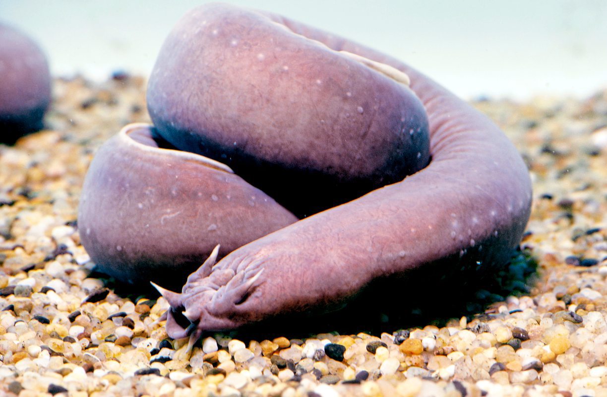 Der Schleimaal ist zwar nicht schön, aber sehr talentiert - Forschung ...