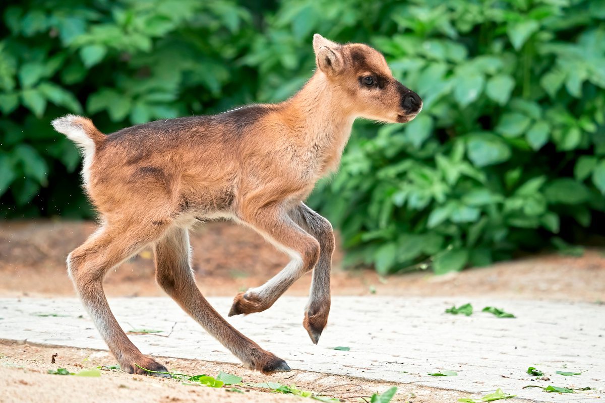 Tiergarten Schönbrunn öffnet am Freitag mit Rentier-Babys - Österreich ...