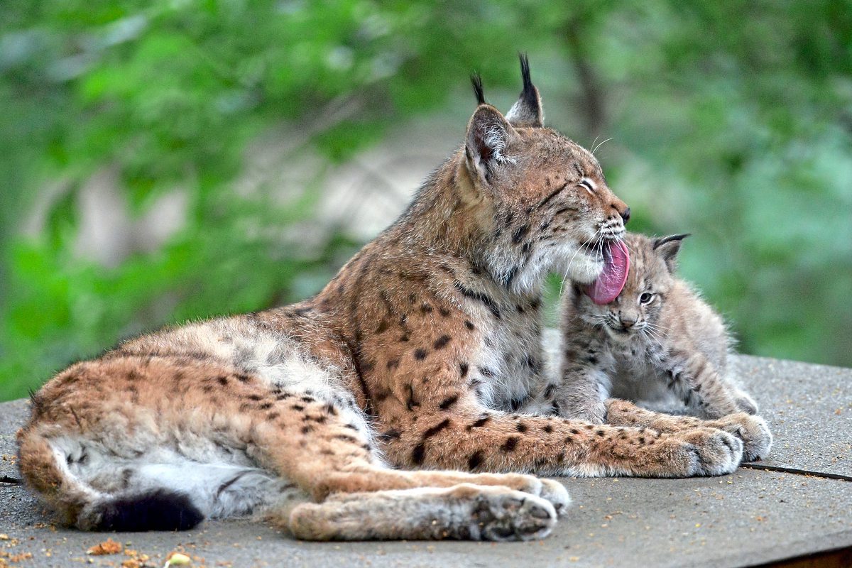 Nachwuchs bei den Luchsen in Schönbrunn - Österreich - derStandard.at ...
