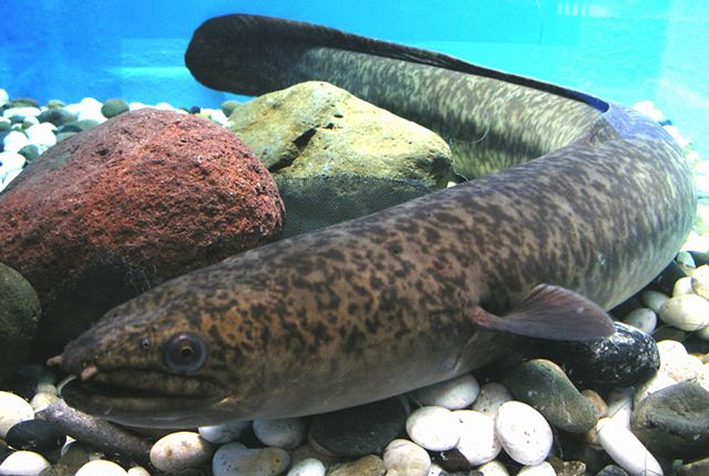 Überraschung: Aale sind notorische Fremdgeher über Artgrenzen hinweg ...