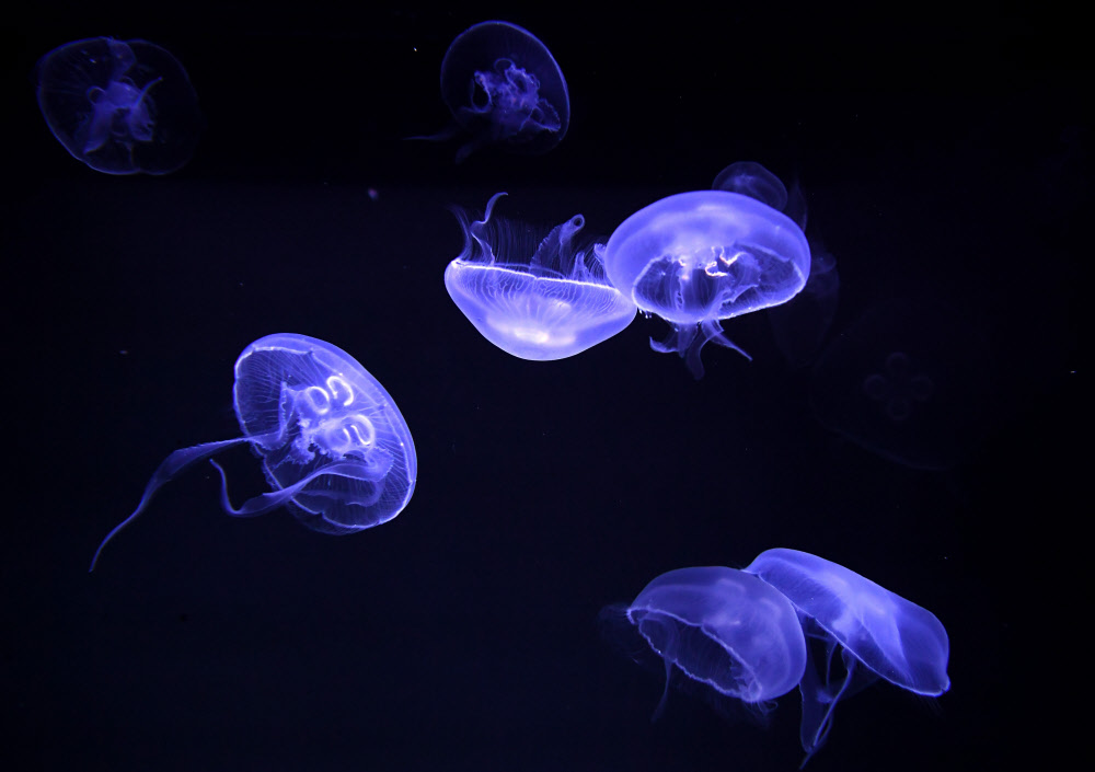 Lohnt es sich überhaupt, eine Qualle zu essen? - Natur - derStandard.at ...