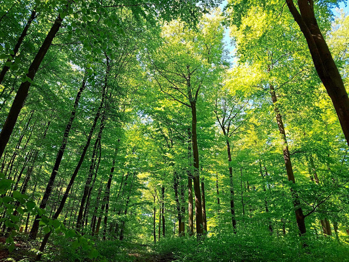 Laubbäume kühlen ihre Umgebung stärker als Nadelbäume - Natur ...
