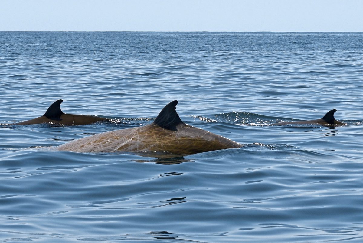 Schnabelwal bricht Tauchrekorde aller Säugetiere - Natur - derStandard ...