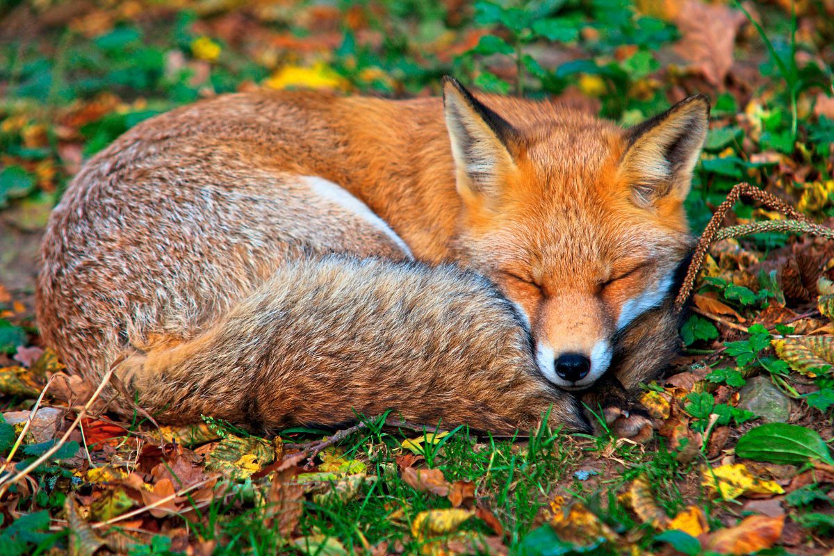 Die Stadt ist voller wilder Tiere - Forschung - derStandard.de › Wissen ...