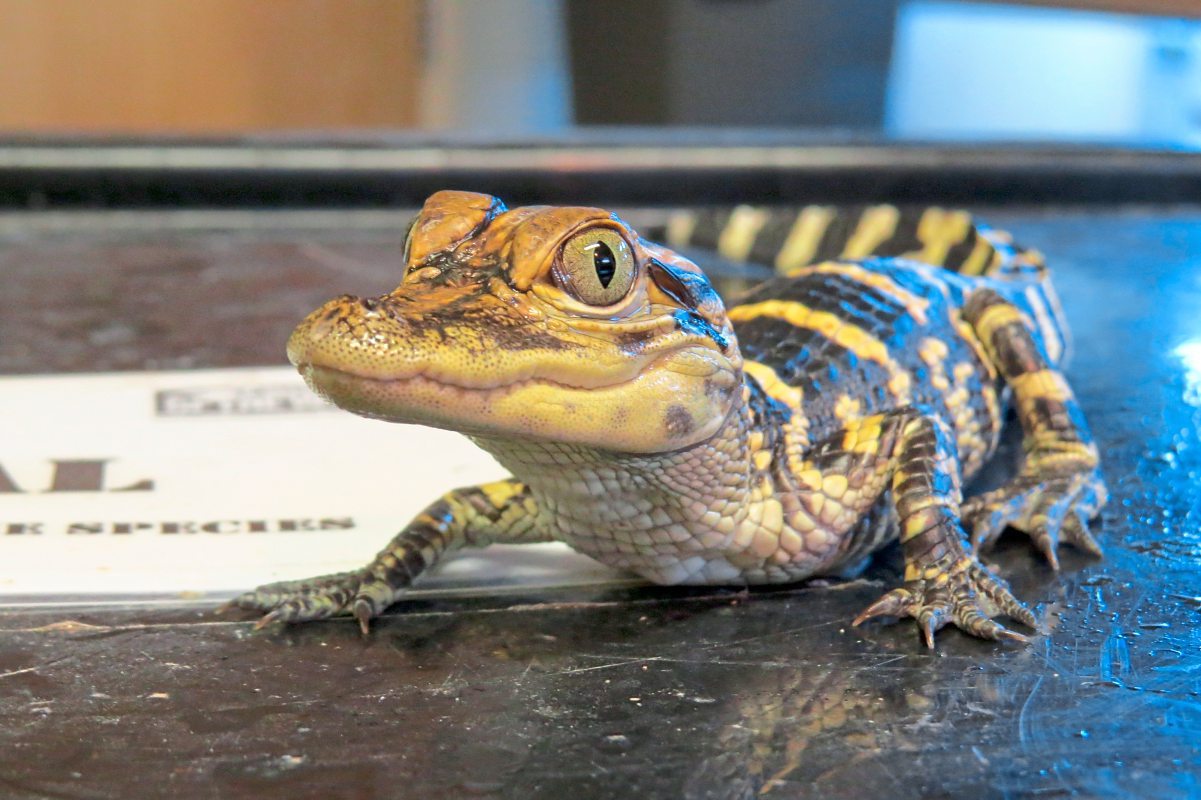 Woher Krokodilbabys ihren Mut nehmen - Forschung Spezial - derStandard ...