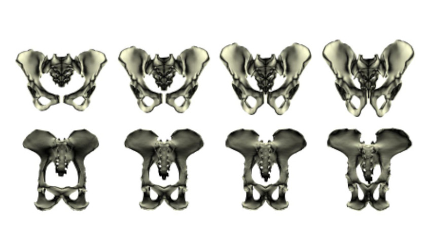 Beckenunterschiede von Mann und Frau sind viel älter als gedacht ...