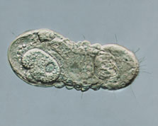 Wissenschaft in Bildern - Wissenschaft - derStandard.at › Wissenschaft