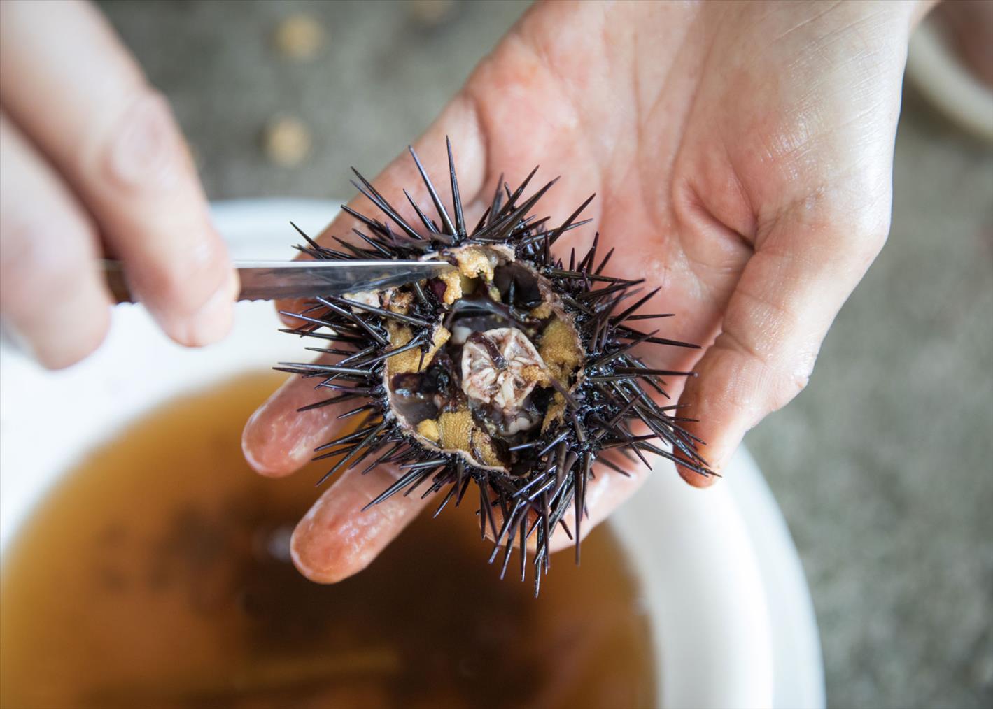 Spaghetti mit Seeigeln: Der Geschmack des Meeres - Foodblog: A Modo Mio ...